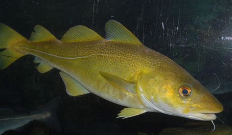 Dna Analysar Kan Avsløre Rømt Oppdrettsfisk