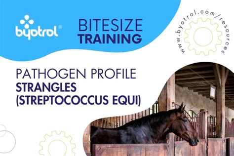 Pathogen Profile Streptococcus Equi And Strangles Awareness Byotrol