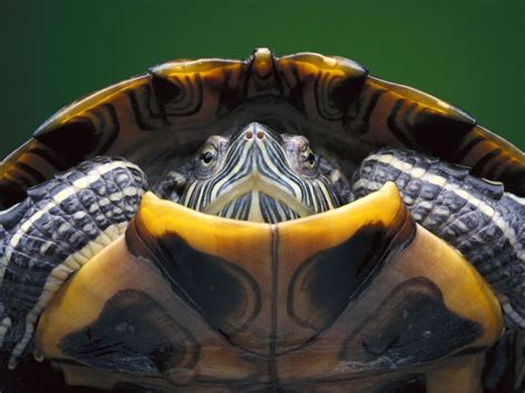 Fondos De Pantalla De Tortuga Y Caparazon Wallpapers De Tortuga Y