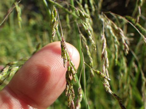 Pale False Mannagrass Grass Species Of Alaska Alaska Handbook