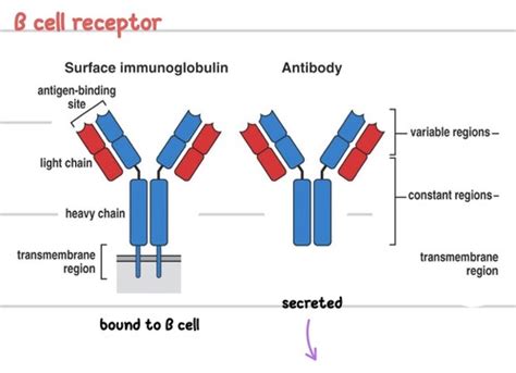 Immunology Lecture 4 Flashcards Quizlet