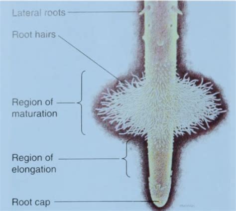 Anatomy Of Root In Plants Anatomy Of Flowering Plants Complete Notes Biology Pgtbiology Kvs