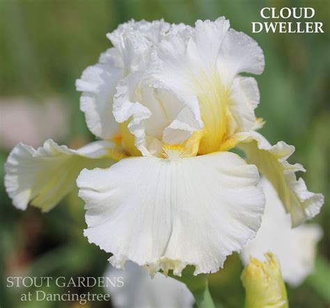 Iris Cloud Dweller Iris Clouds Daylilies