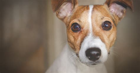 Sexagénaires Héroïques Sauvent Un Chien Sénior Condamné à Mort Les