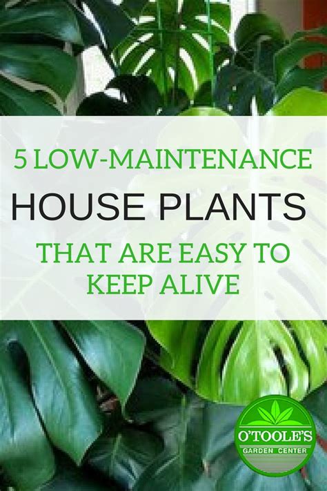 5 Low Maintenance House Plants For Indoor Gardening
