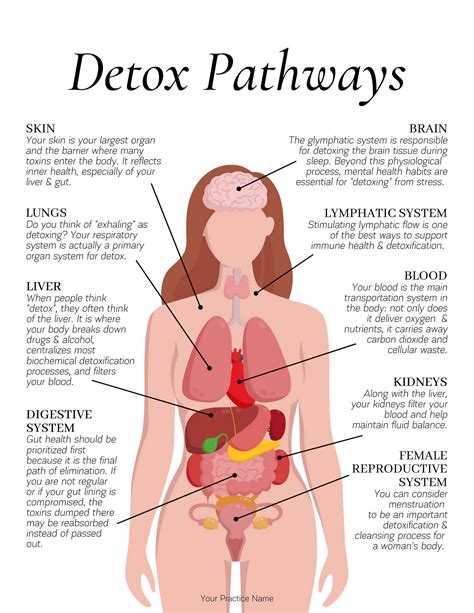 Lifestyle Support Handout Bundle — Functional Health Research
