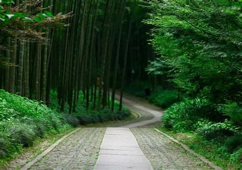 杭州云栖竹径：翠竹青青，古木参天，探秘杭州的自然之美 杭州旅游攻略 游记 去哪儿攻略