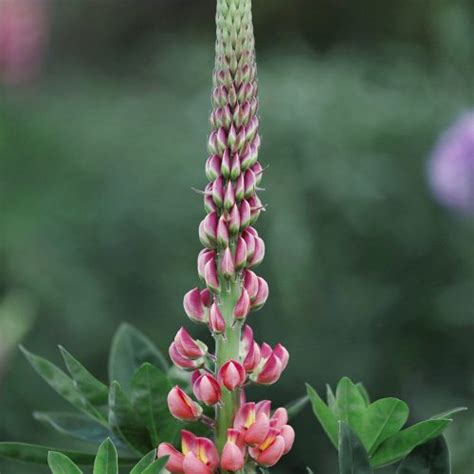 About Us Birch And Iris