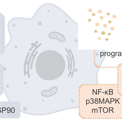 Structure Of Selected Senomorphic Compounds Download Scientific Diagram