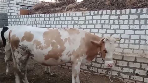 شاب متغرب بيسأل عن حقن تسمين العجول هل فعلاً بتفرق؟ Youtube