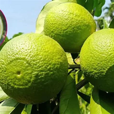 Green Sweet Malta Orange Grafted Sapling For Outdoor At ₹ 100 Piece In