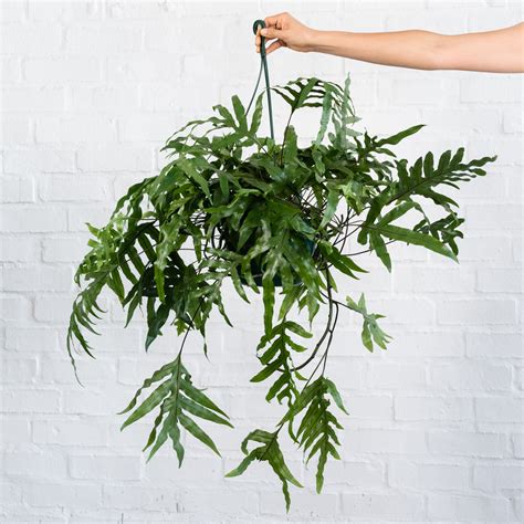 Kangaroo Fern Large Perfect Full Foliaged Indoor Plant