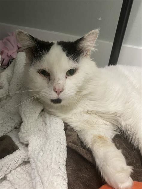 catsnap cakester handsome friendly and fluffy poor