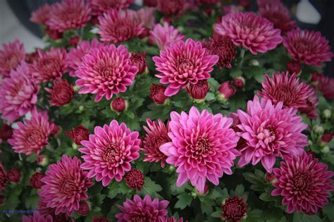 Mums Flowers Definition At Samantha Tomlinson Blog