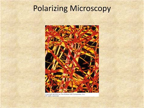 Ppt Histology Powerpoint Presentation Free Download Id3012586