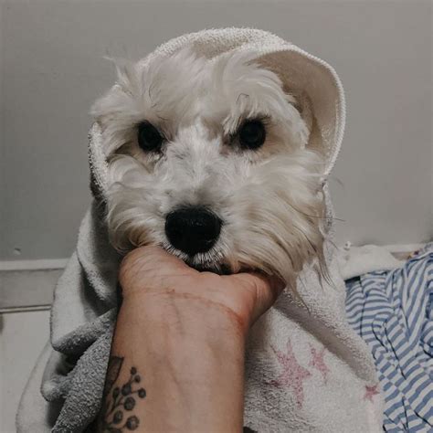 Alyssa Mitchell On Instagram “quantos Petiscos Essa Fofura Merece ️