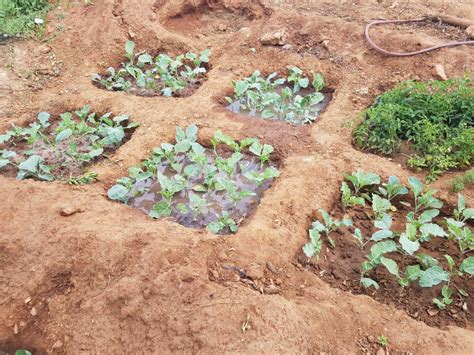 Zai Pits Greener Land