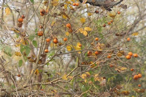 Loganiaceae Variety Of Life