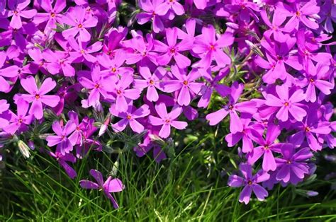 Buy Moss Phlox For Sale Online Direct Native Plants