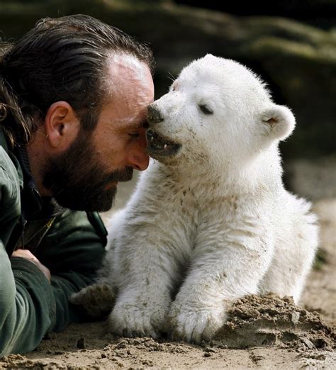 What Killed Knut The Polar Bear Scientists Finally Have An Answer