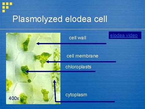 Cell Membrane Functions Of Cell Membrane Communication Via