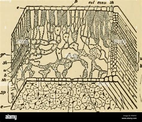 This Illustration Provides A Cross Section Of An Ivy Leaf Showing The