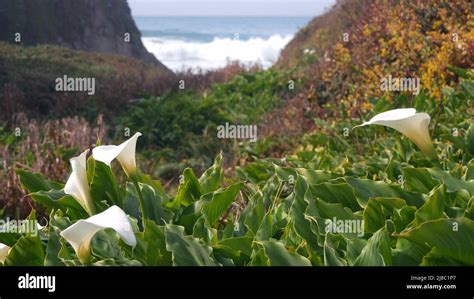 Calla Lily Valley Creek Canyon On Garrapata Beach Big Sur Landscape