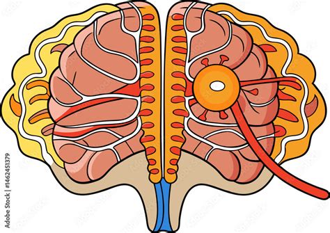 Tracing The Spinothalamic Tract Showing How Pain And Temperature