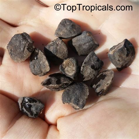 Thaumatococcus Daniellii Miracle Fruit Top Tropicals Plant Encyclopedia