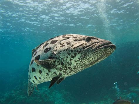 Giant Potato Cod Sea Bass At Great Barrier Reef