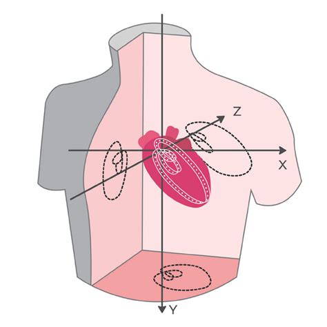 Vector Ecg Schiller