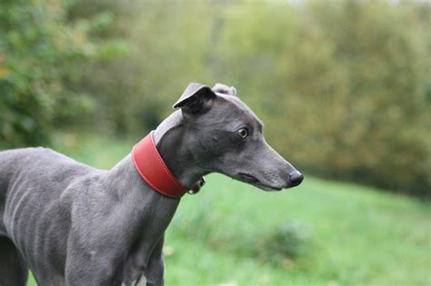 Why Do Lurchers Have Wide Collars At Eric Mullins Blog