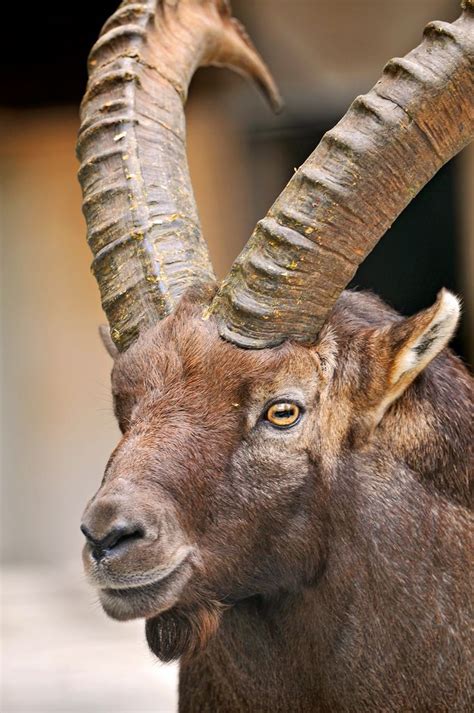 Failed De Extinction Pyrenean Ibex Facts Artofit