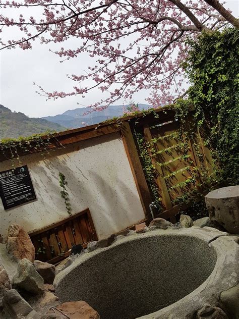 沙里仙茗茶 目前的花況喔！ 粉色富士櫻盛開，想在櫻花樹下享受私人裸湯嗎？！