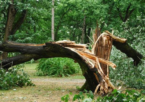 Exploding Trees The Strange Weather Phenomenon Affecting Texas
