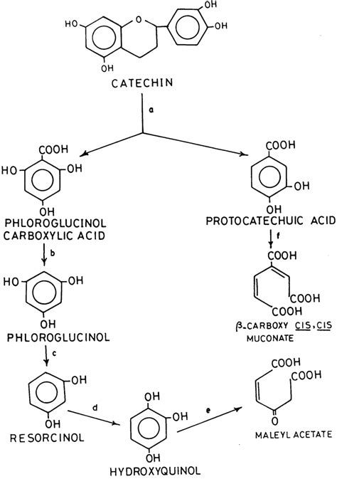 Proposed Pathway For Catechin Degradation By Bradyrhizobium Japonicum