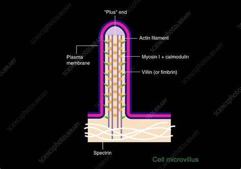 Microvillus Artwork Stock Image C0091733 Science Photo Library