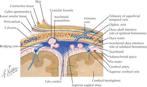 5 Scalp And Muscles Of Facial Expression Pocket Dentistry