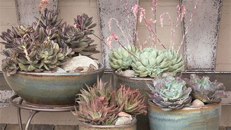 Succulents In Pots On Deck