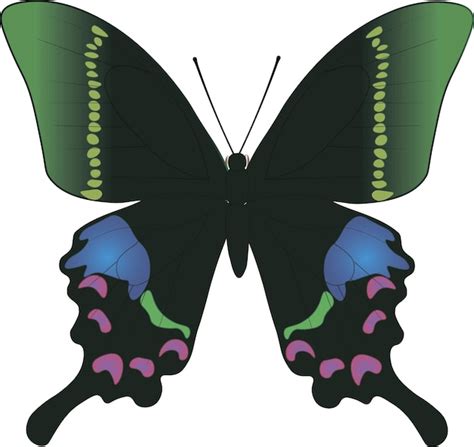 Linda Borboleta De Pavão Verde Azul Arco íris Isolada No Fundo Branco Papilio Krishna Vetor