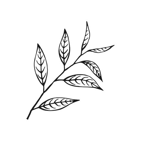 Premium Vector Green Tea Leaf Floral Branch Organic Hand Drawn Vector Illustration