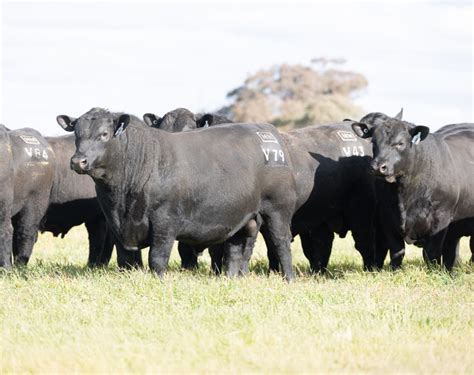 Lot 13 Millah Murrah Valour V79 Auctionsplus