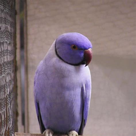 Lavender Parakeet