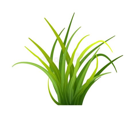 Bunch Spring Fresh Greens Isolated Realistic Green Grass Vector