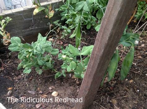 End Of July Garden Update The Ridiculous Redhead End Of July Garden Update The Ridiculous Redhead