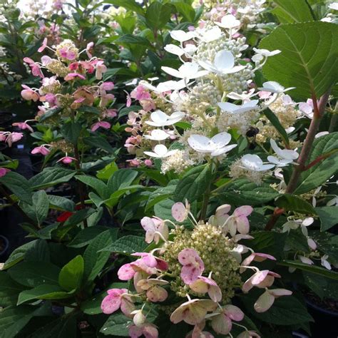 Hydrangea Paniculata Quick Fire® Bulk Pp16812 Cpbr3398 From Nvk Nurseries