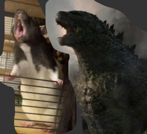 Ratzilla Rshitposting