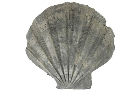 4 3 Pleistocene Fossil Scallop Chesapecten North Carolina 189083