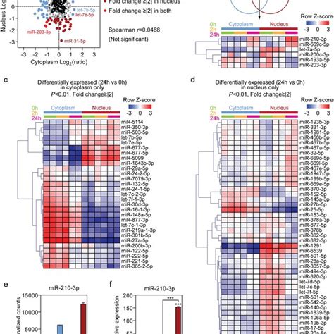 Isolation Of Nuclear And Cytoplasmic Fractions A Western Blot