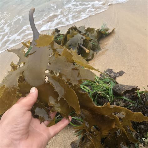 Is Brown Seaweed Edible